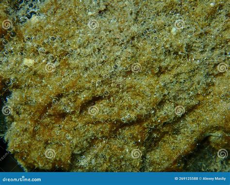 Lump Of Cyanobacteria Close Up Formerly Called Blue Green Algae