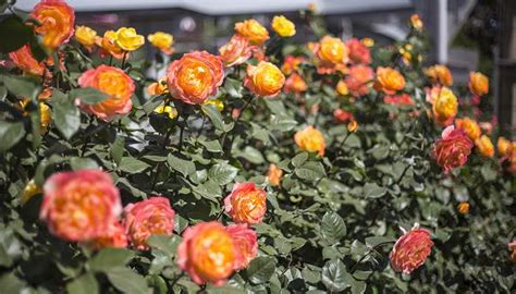 花的别称和雅称 花海建设 长景园林网