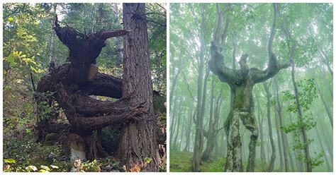 30 Peculiar Looking Trees That Appear To Look Like Something Else Entirely