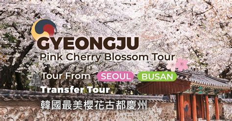 Gyeongju Cherry Blossom Tour From Seoul Busan Klook Philippines