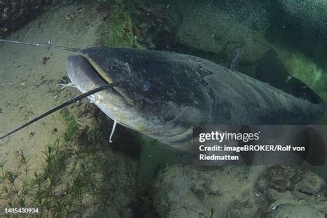 Closeup Of Catfish At Night Dive Site Klosterinsel Rheinau Rhine