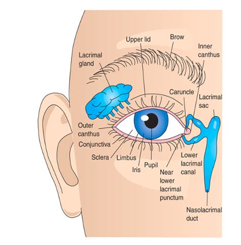 Visual Deficits Diagram Quizlet