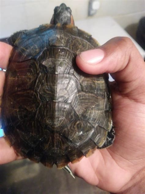 Is This Shell Rot And There Is Green Stuff On His Shell R Turtles