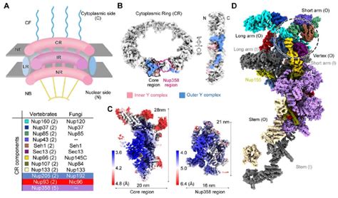 Single Particle Cryo Em Analysis Of The Cr Subunit Of The X Laevis Download Scientific Diagram