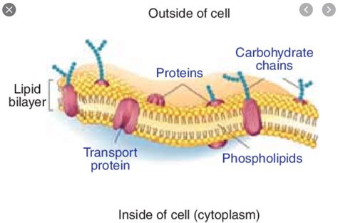 Diagram Of Unit 1 Cell Membrane Quizlet