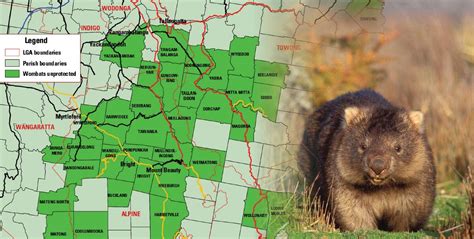 Victorian Environment Minister Reviews Order Allowing Wombats To Be