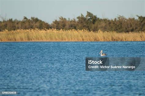 분홍색으로 뒷받침되는 펠리칸 펠레카누스 루페센스가 세네갈 강에 있습니다 0명에 대한 스톡 사진 및 기타 이미지 Istock