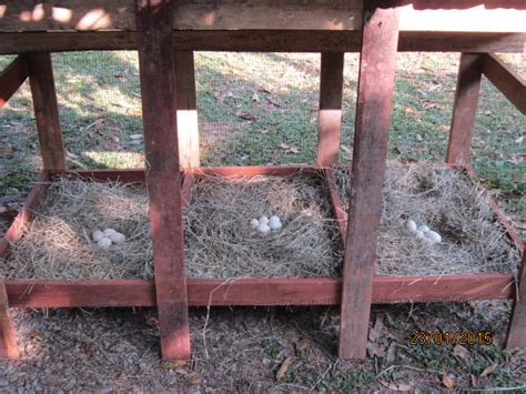 Hatching Geese Old Orchard Retreat