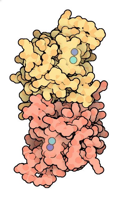 Pdb 101 Molecule Of The Month Superoxide Dismutase