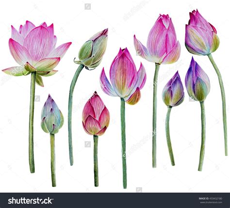 Lily Bud Drawing At Clara Moran Blog