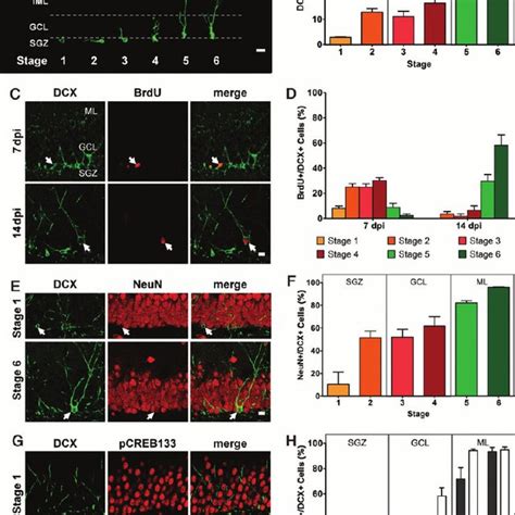Expression Of C Fos And Arc In Hippocampal Granule Cells Gcs Download Scientific Diagram