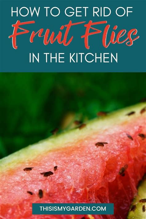 How To Get Rid Of Pesky Fruit Flies In Your Kitchen Kitchen Trash
