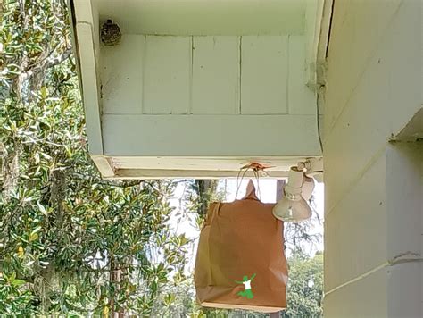 Easy Wasp Nest Removal No Harm Healthy Home Economist