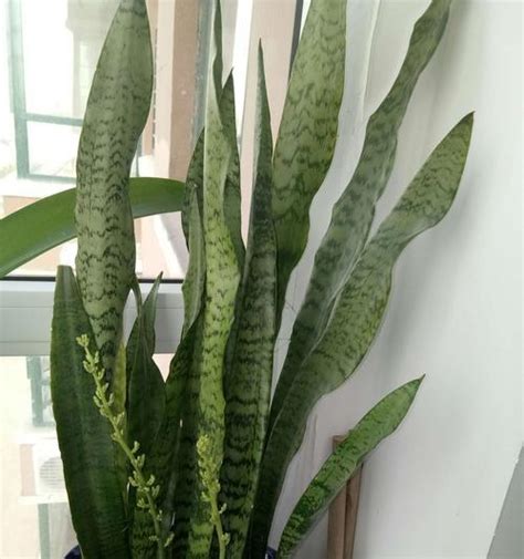 虎皮兰开花的寓意与象征探寻虎皮兰开花的奥秘 花植网
