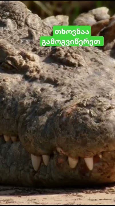 ნილოსის ნიანგი Youtube