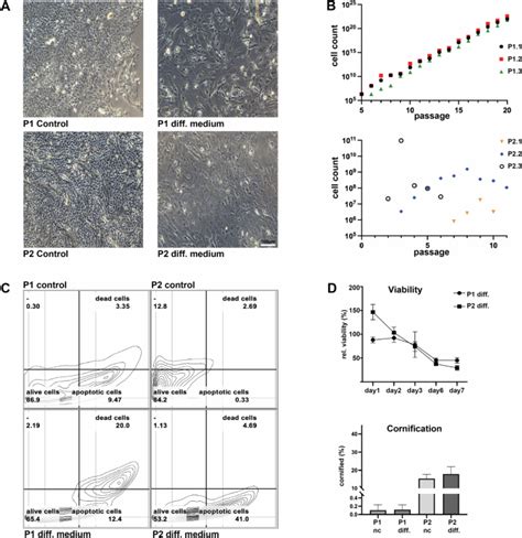 人乳头瘤病毒相关的头颈鳞状细胞癌细胞在触发的肌细胞谱系分化过程中失去活力 Cell Death And Disease X Mol