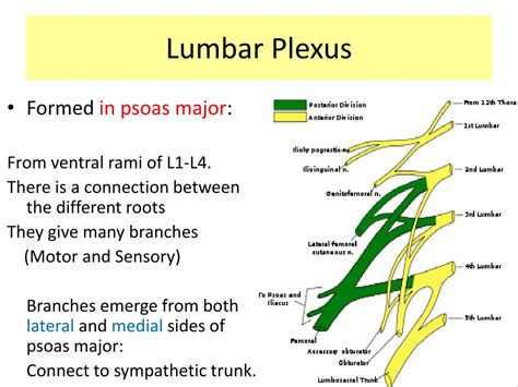 Lumbar Plexus Anatomy