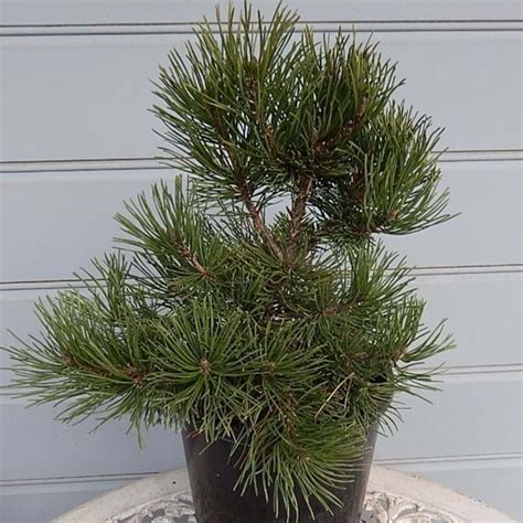 Pinus Mugo Pincushion