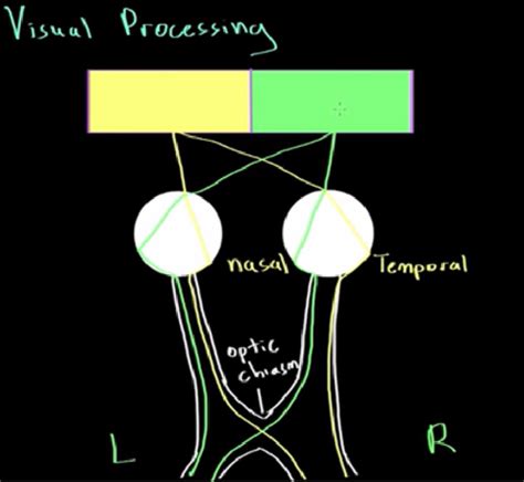 Visual Field Processing Flashcards Quizlet