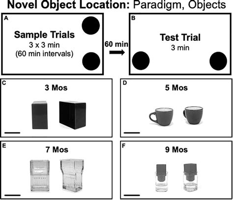 Frontiers Spontaneous Object Exploration In A Recessive Gene Knockout Model Of Parkinsons