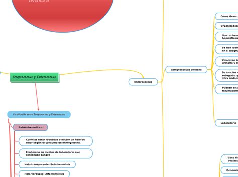 Streptococcus Y Enterococcus Mind Map