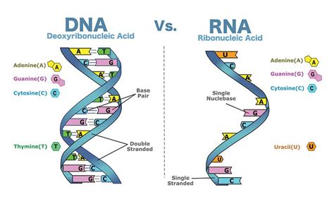Rna And Dna When First Entering The World Of By Miguen Ali Medium