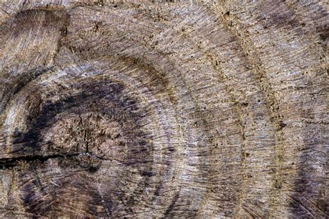 Structure Of The Cut Down Tree Stump As A Background Stock Image Image Of Structure Invoice