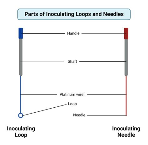 Inoculating Loop Types And Uses • Microbe Online 57 Off