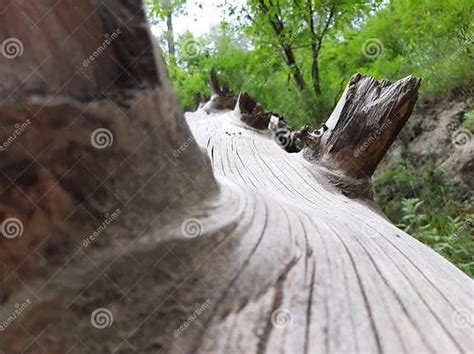 Beautiful Wooden Log In The Jungle Stock Image Image Of Branch