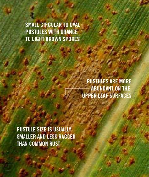 Disease Southern Rust Fmc Ag Us