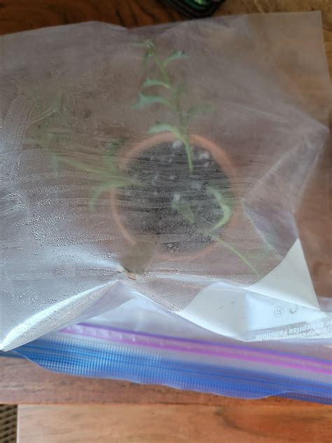 when to remove humidity dome r propagation