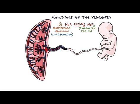 Role Of The Placenta Grade 9 Understanding For Igcse Lesson 10 And 11