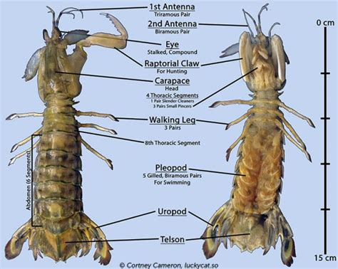 All About Squilla Empusa The American Mantis Shrimp Lucky Sci