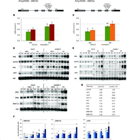 Pathogen Associated Molecular Patterns Pamp Induced Expression Of Download Scientific