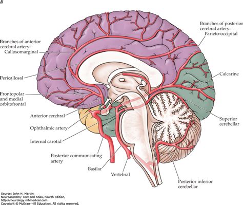 Brain Anatomy Arteries At Chris Colon Blog