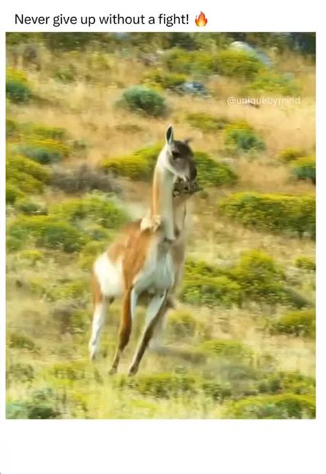 gten global technology experts on linkedin ai testing softwaretesting testautomation