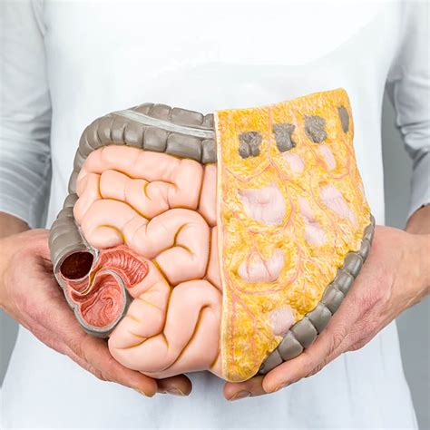 Висцеральный жир что это такое