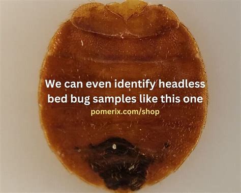 Pest Identification Services Bat Bug Identification Service Pomerix Pest Solutions