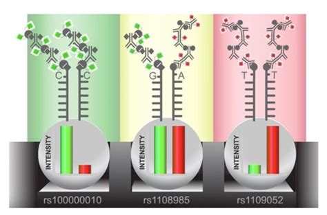 Genetics Microarrays Flashcards Quizlet