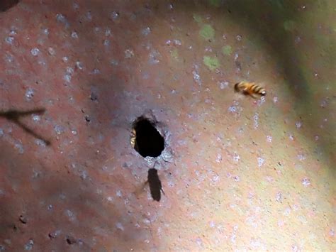 Welcome To Lavender Dreams Bees A Buzzin