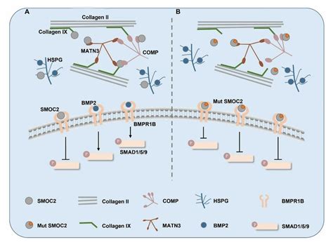 Schematic Representation Depicting The Molecular Interactions Resulting Download Scientific