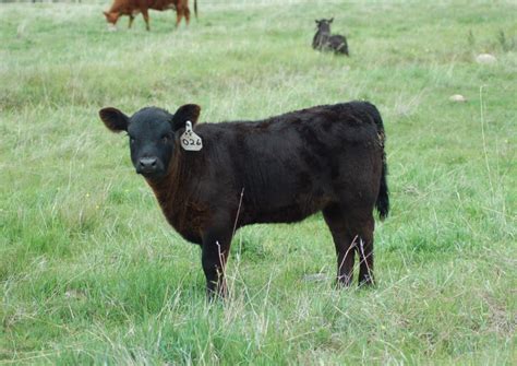 Lowline Angus The Compact Cattle Breed With All The Whistles