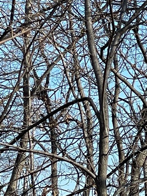 Небо в лесу Лес В лес