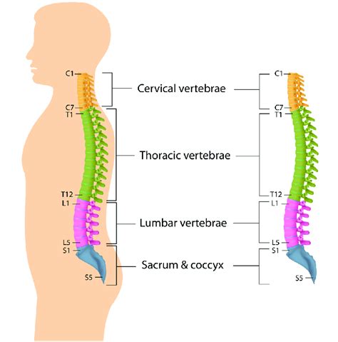 Thoracic Inlet Anatomy