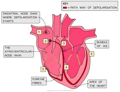 Electrical Activity In The Heart Edexcel A Level Biology