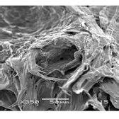 SEM Micrographs Of A LDPE B LDPE TPS C LDPE TPS 10 Wt BPF And Download Scientific