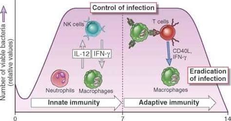 Innate And Adaptive Immunity To Intracellular Bacteria 2 Download