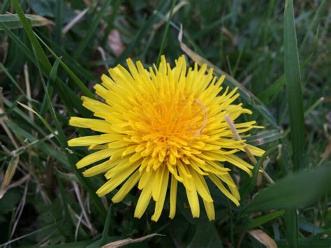 Dandelion Plantlife