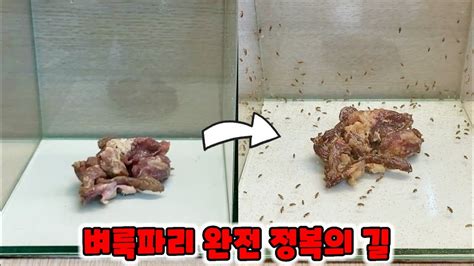 벼룩파리 완전 정복의 길 Youtube