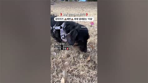 🐶강아지가 배변 후에 냄새 맡는 이유🐶 강아지 Youtube
